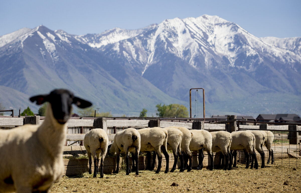 ‘Farmers Feeding Utah’ campaign focuses on delivering lamb to Navajo ...